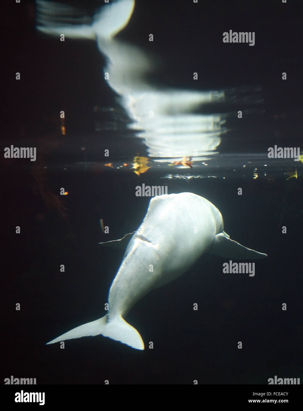Duisburg, Germany. 21st January, 2016. An Amazon river dolphin swims ...
