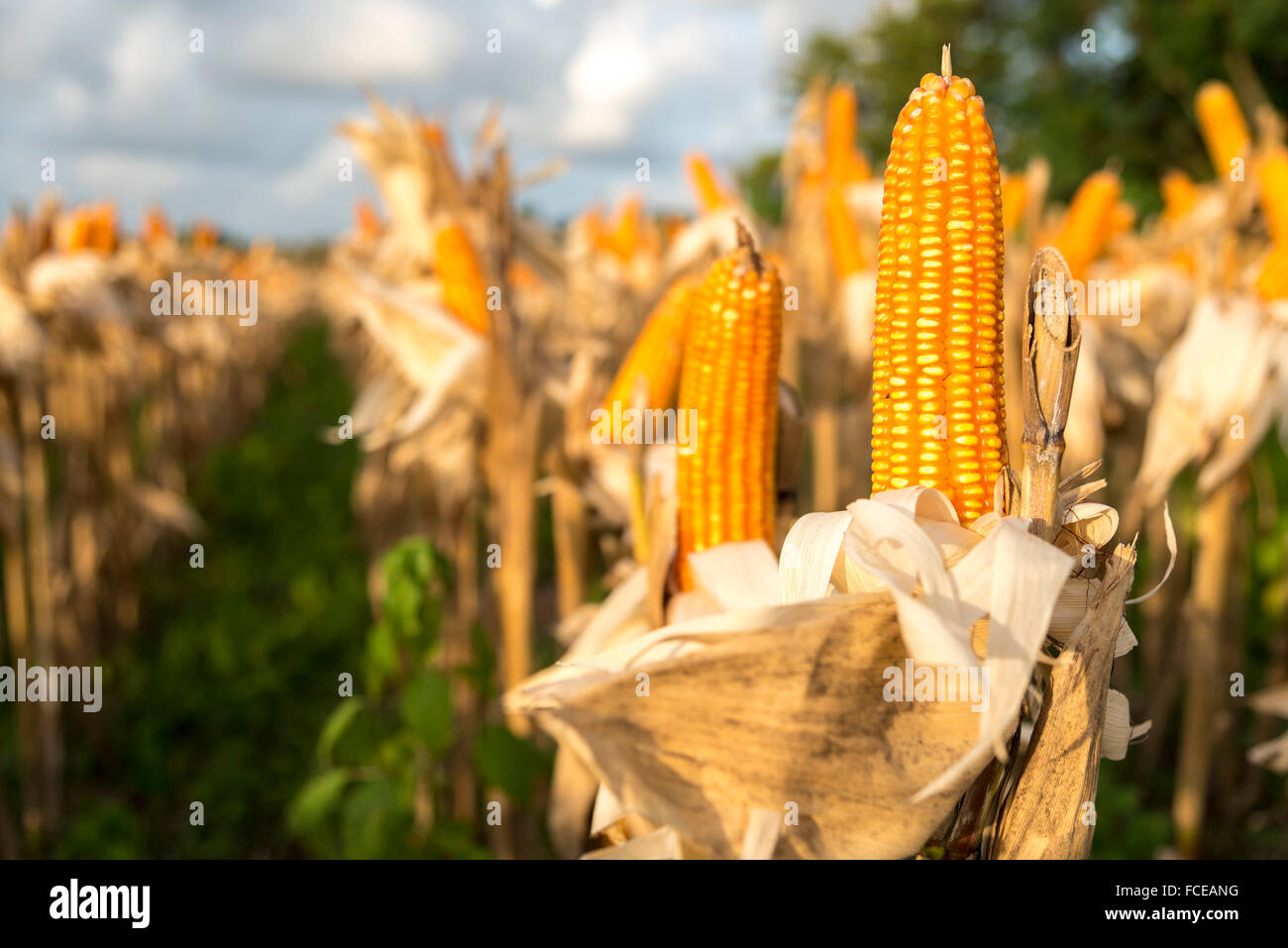 Yellow corn cob in hi-res stock photography and images - Alamy