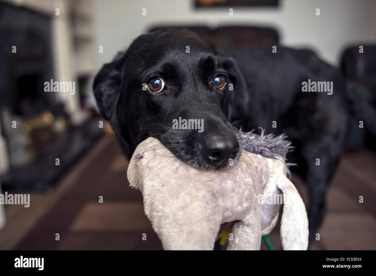 Brian, Black Labrador with teddy bear in his mouth Stock Photo - Alamy