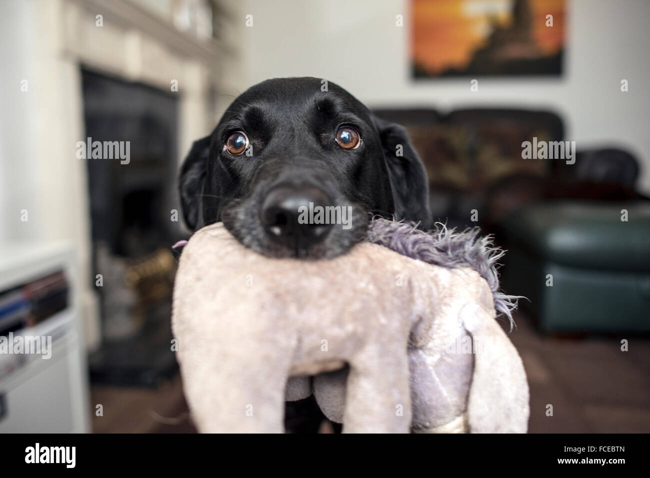 Brian, Black Labrador with teddy bear in his mouth Stock Photo - Alamy