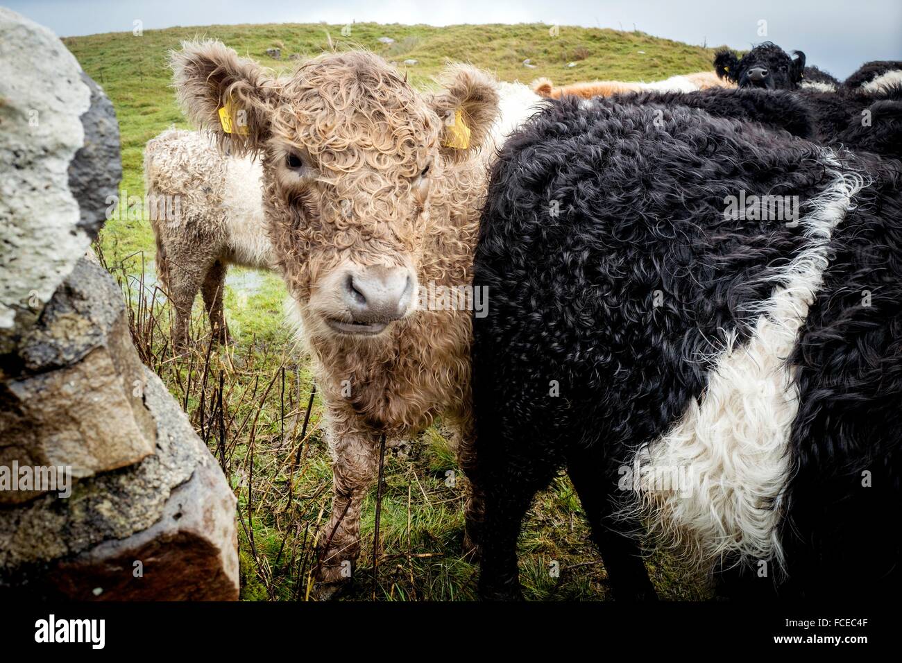 Yorkshire Breed High Resolution Stock Photography and Images - Alamy