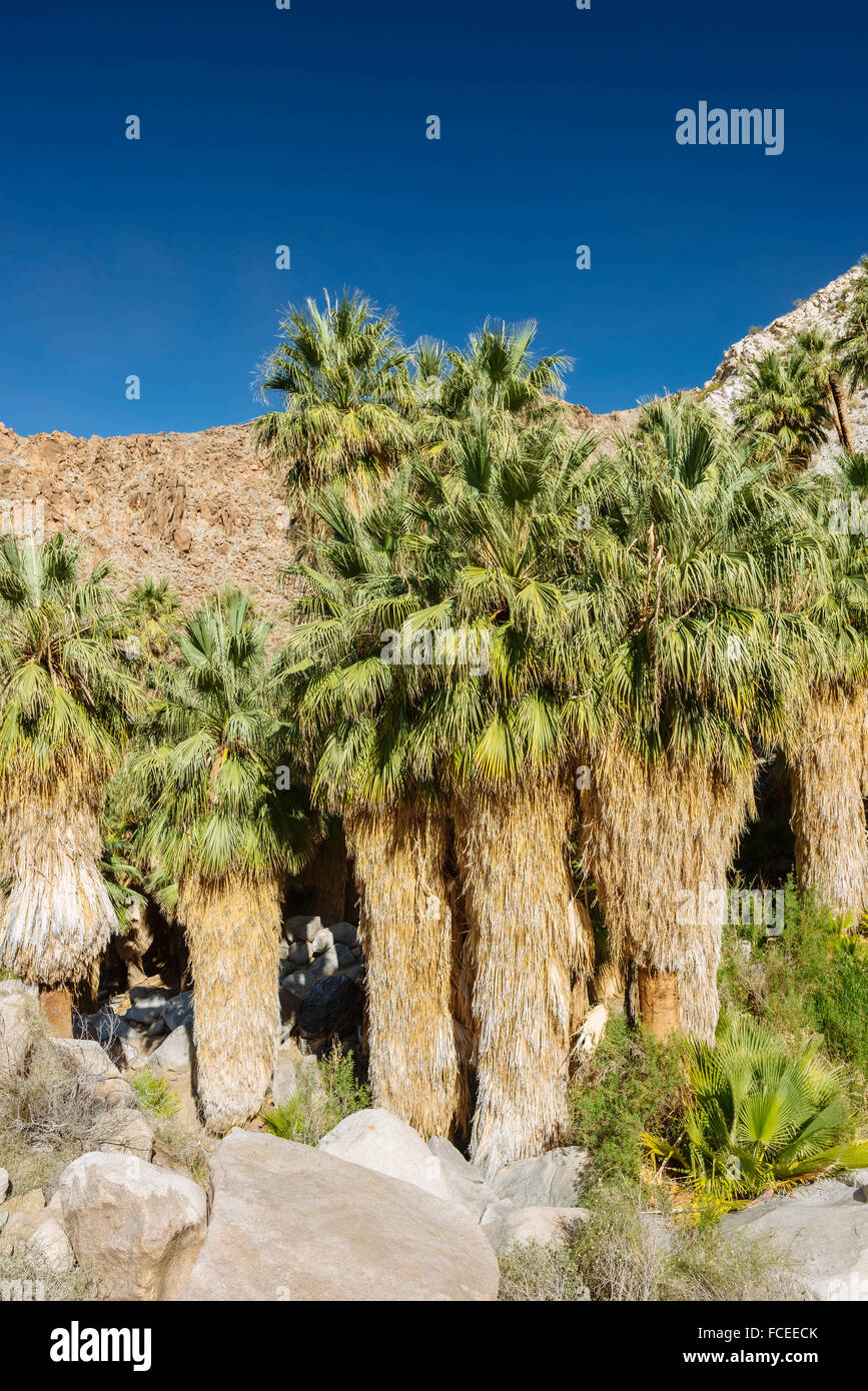 49 Palms Oasis in Joshua Tree National Park, California Stock Photo - Alamy