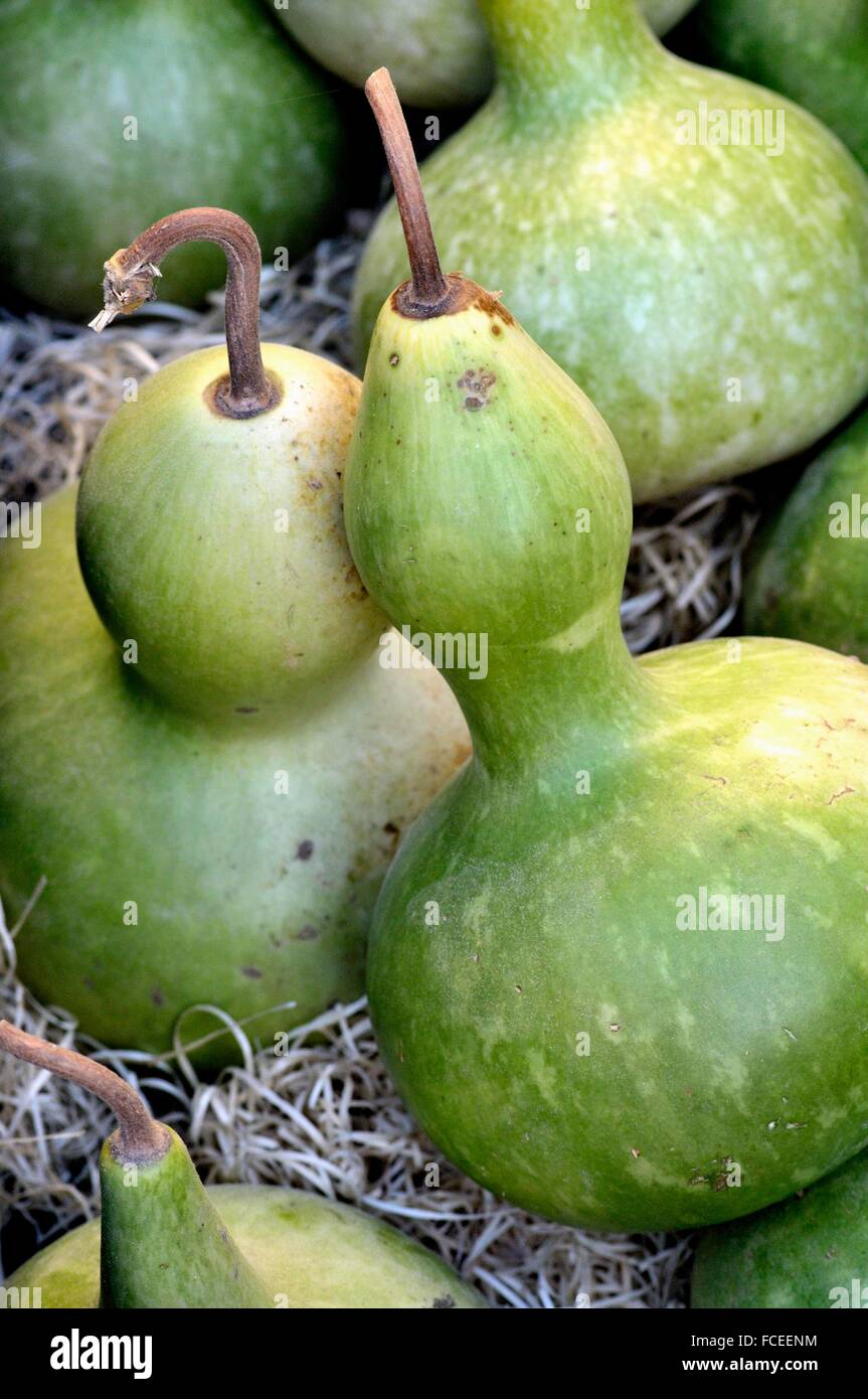 Bottle gourd lagenaria siceraria hi-res stock photography and images ...