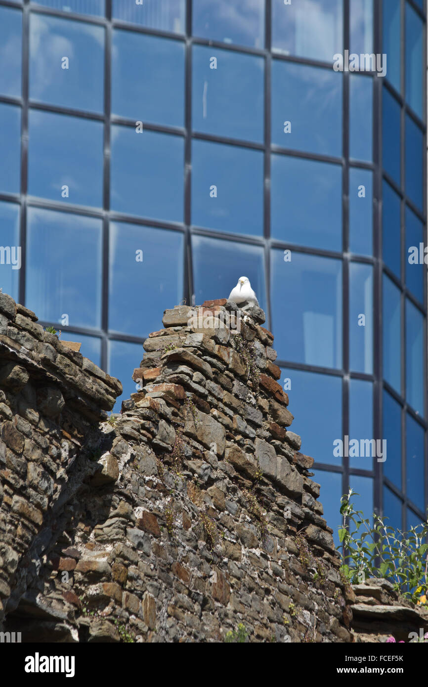 Bird Perched On Stone Wall Against Building Stock Photo - Alamy