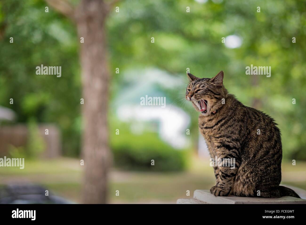 Side View Of A Relaxed Cat Yawning Outdoors Stock Photo - Alamy