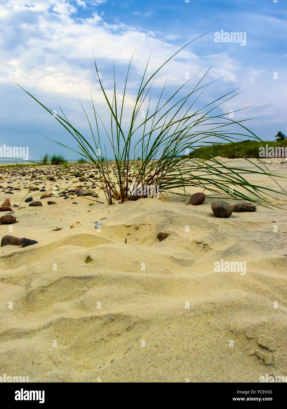 Grass at the beach hi-res stock photography and images - Alamy