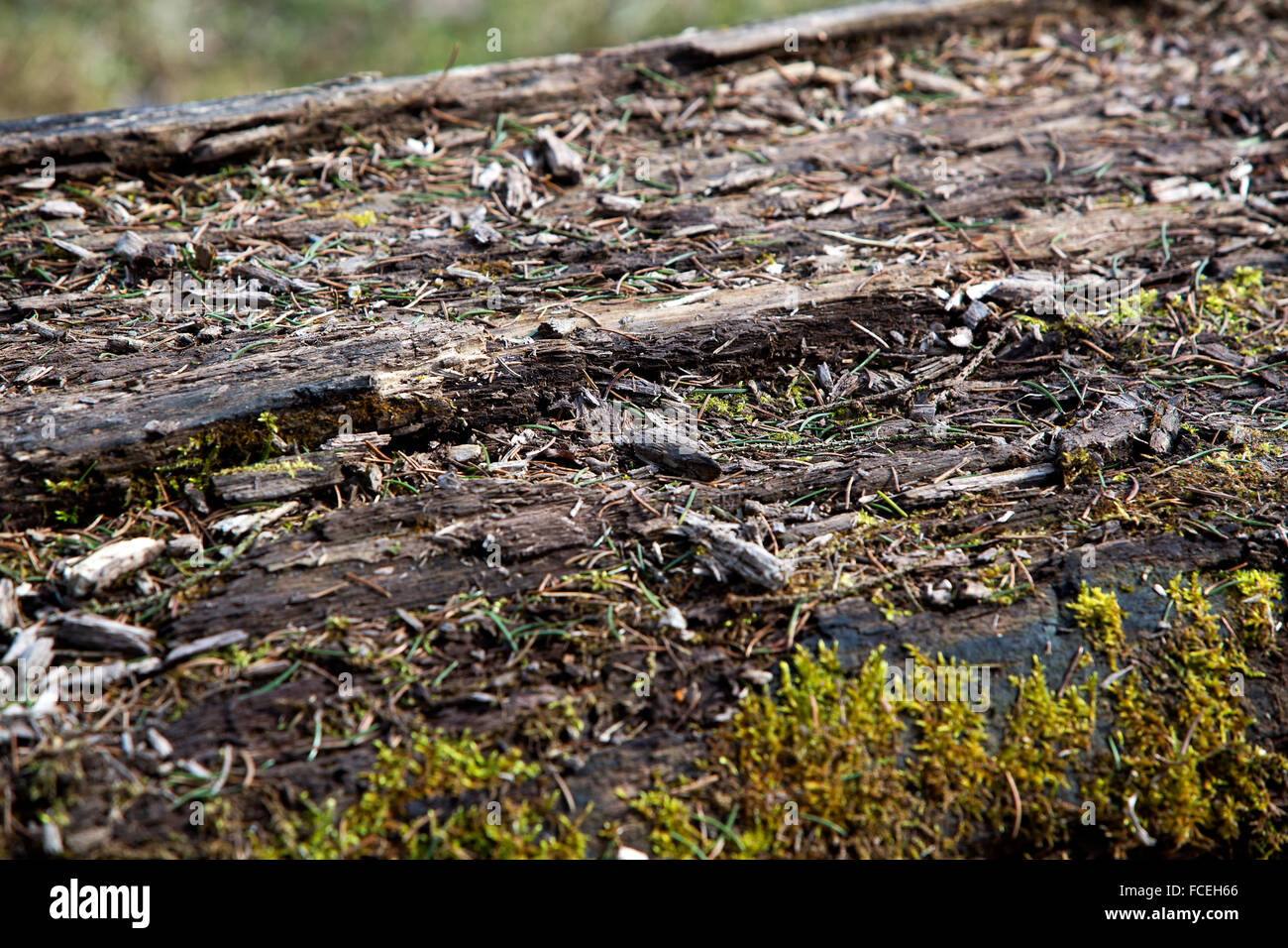 Closeup of the surface of a felled tree Stock Photo - Alamy