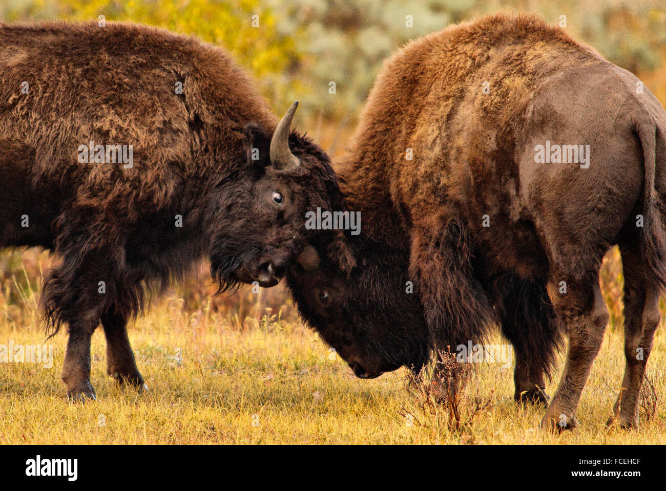 Two horn hi-res stock photography and images - Alamy