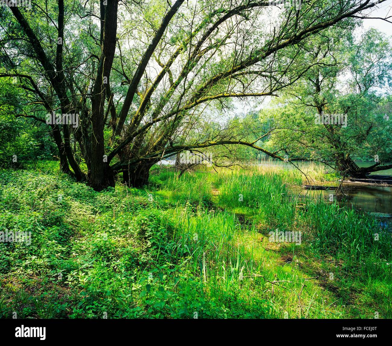 Alluvial river rhine forest hi-res stock photography and images - Alamy