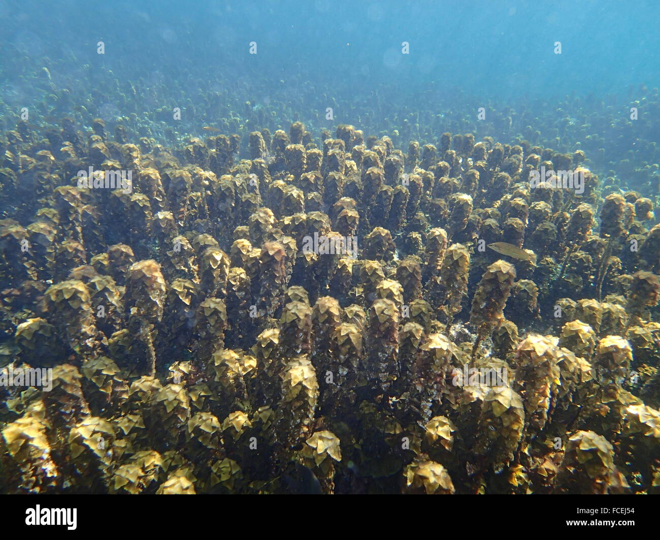 Underwater plants hi-res stock photography and images - Alamy