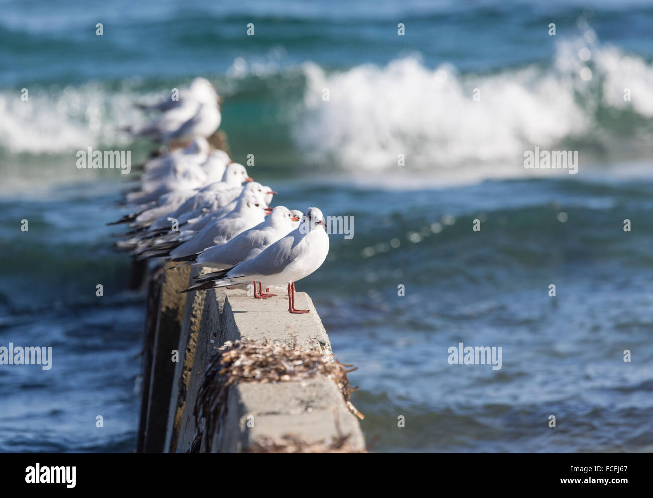 Group of seagulls Stock Photo - Alamy