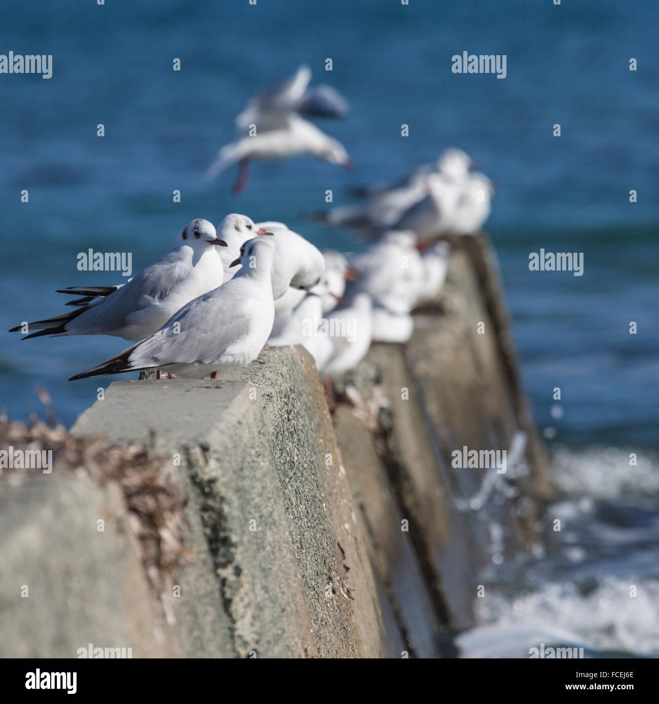 Group of seagulls Stock Photo - Alamy