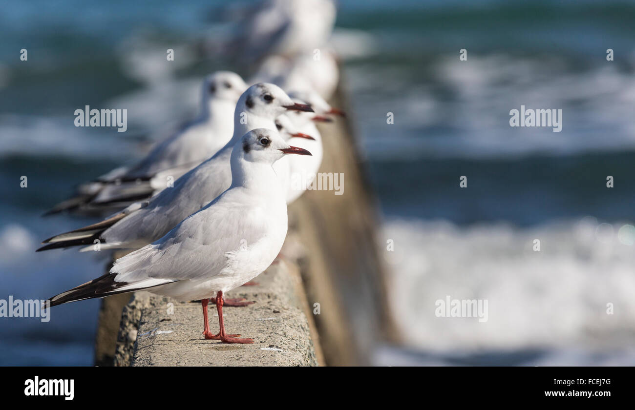 Group of seagulls Stock Photo - Alamy