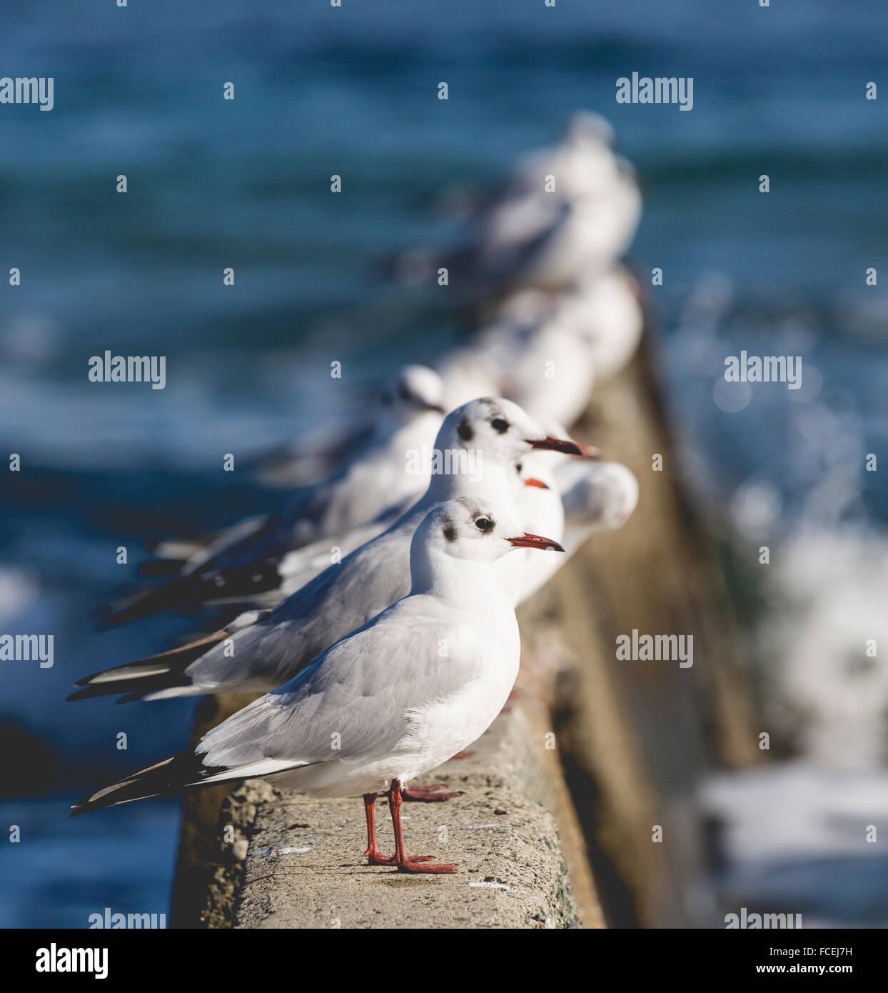 Group of seagulls Stock Photo - Alamy