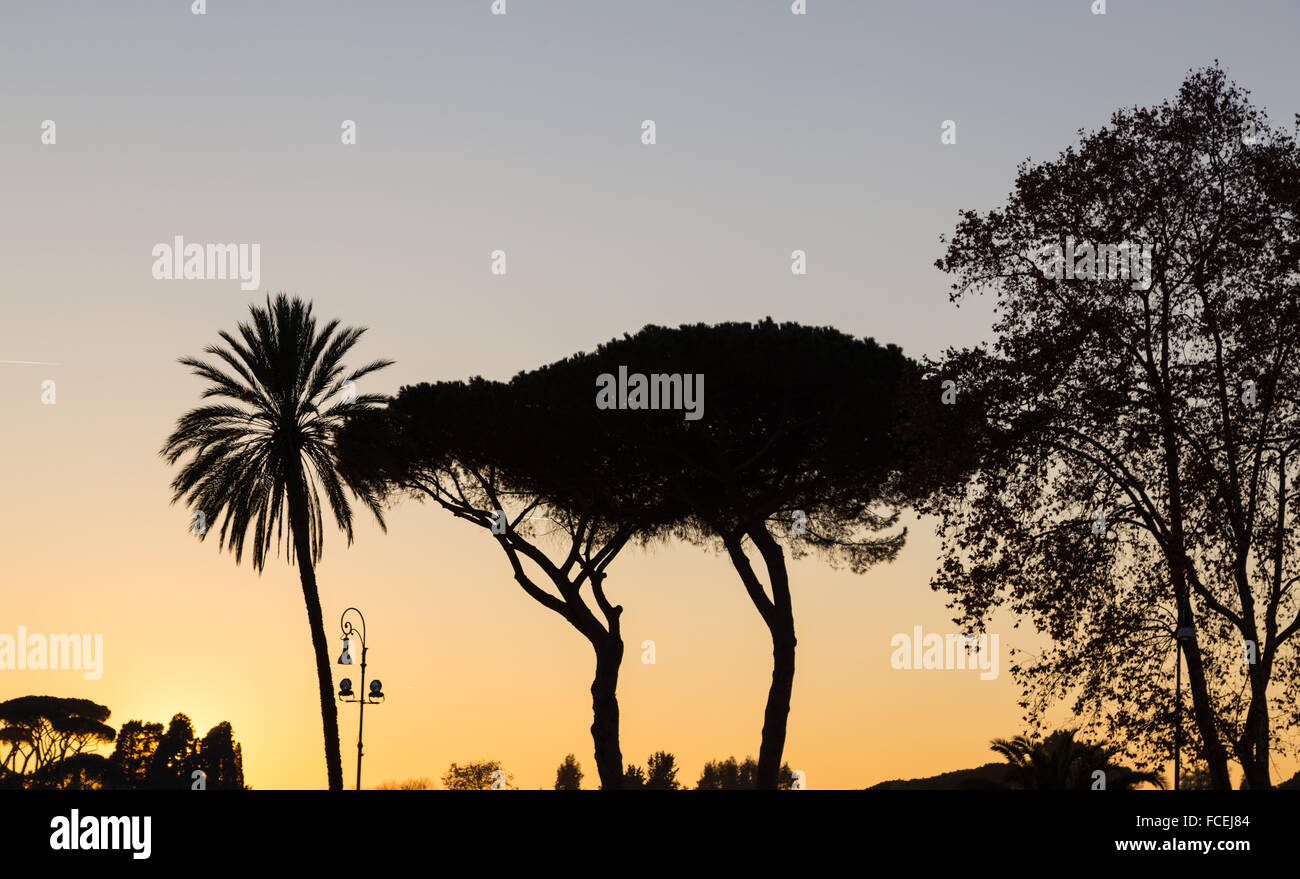 Trees at sunset in backlight in Rome Stock Photo - Alamy