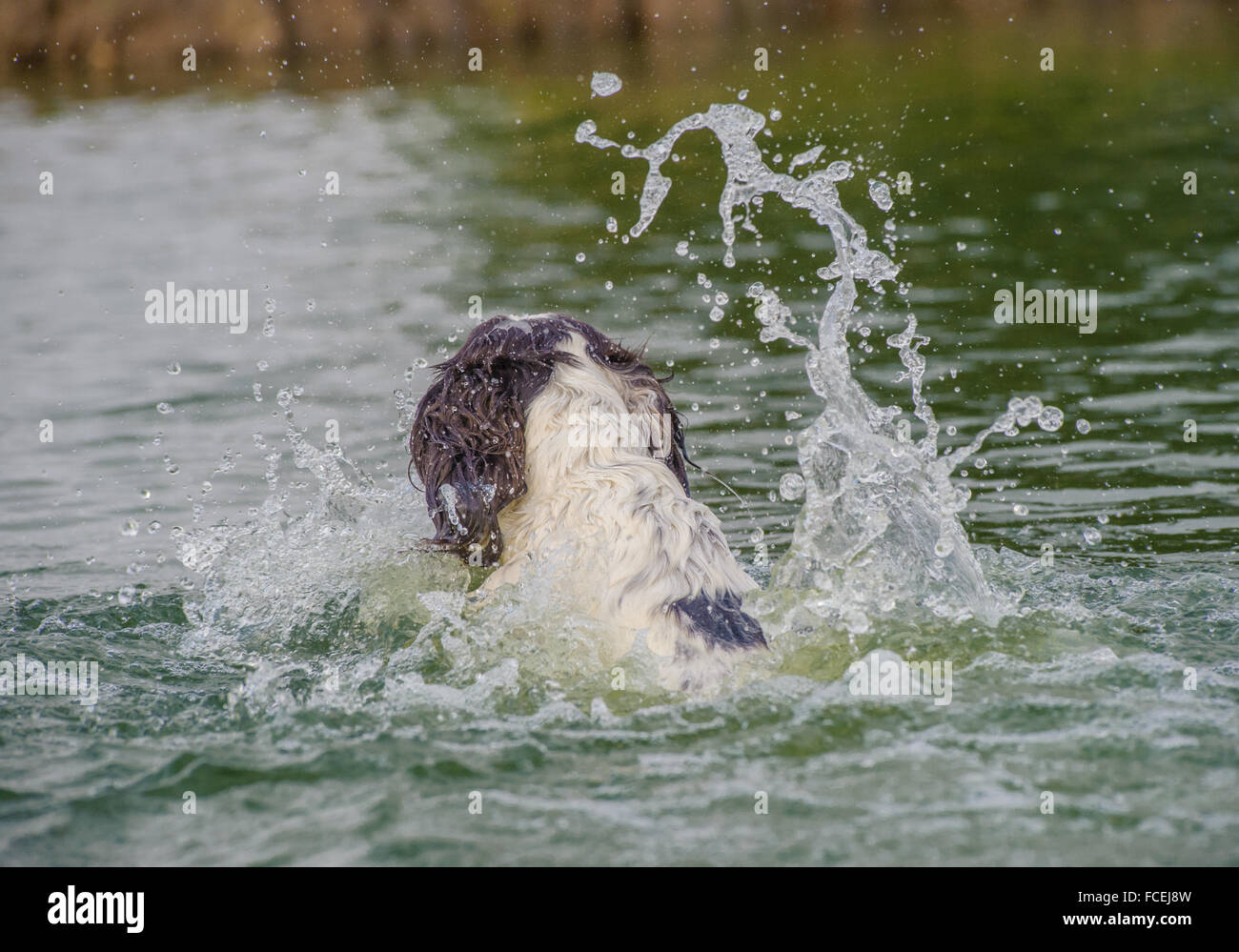 Happy wet springer spaniel hi-res stock photography and images - Alamy
