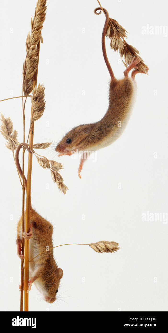 Harvest mouse stalk hi-res stock photography and images - Alamy