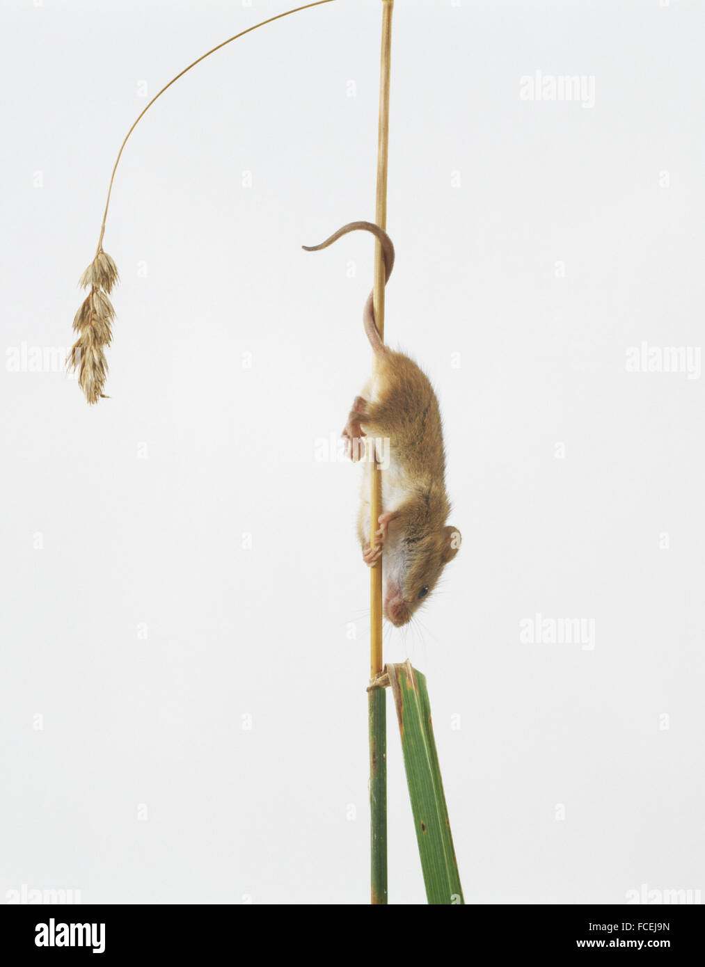 Harvest Mouse (Micromys minutus) climbing down plant stem, side view ...