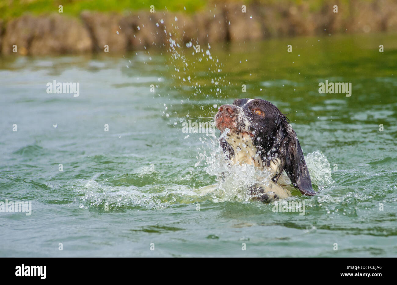 A English Springer Spaniel dog swimming in a lake making a splash Stock ...