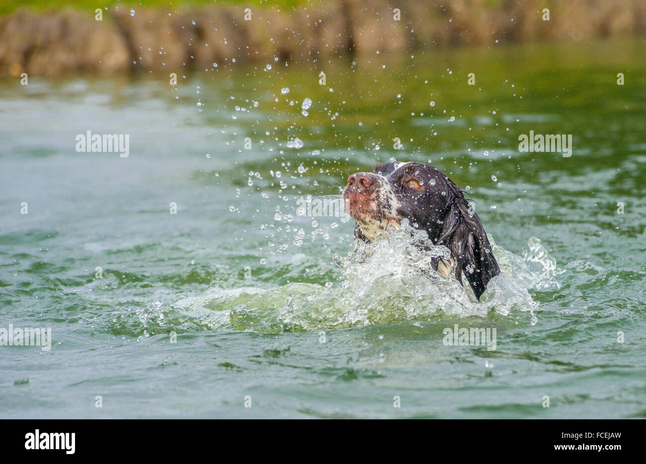 A English Springer Spaniel dog swimming in a lake making a splash Stock ...