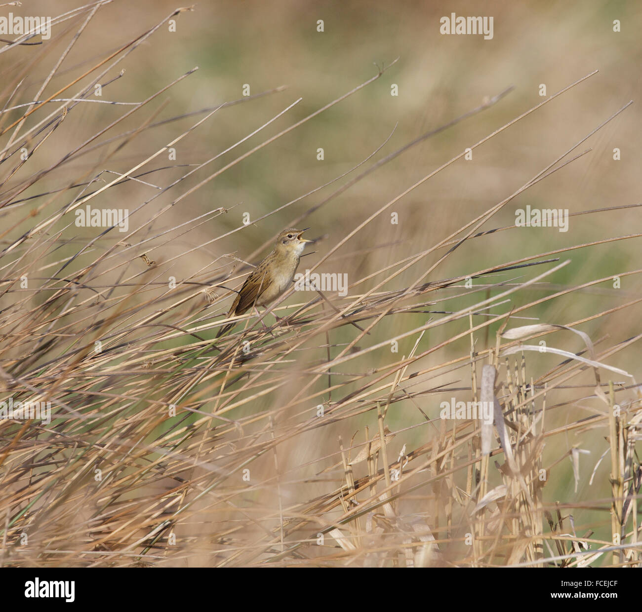 Grasshopper Warbler, Locustella naevia, singing in spring breeding ...