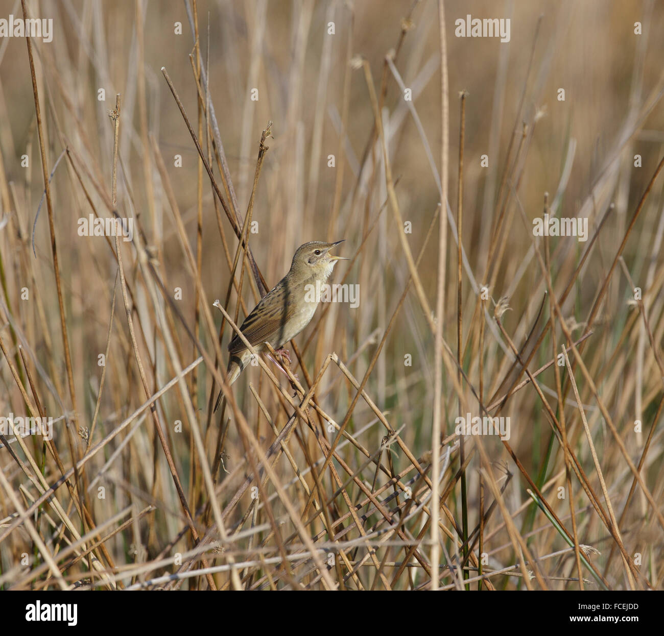 Grasshopper Warbler, Locustella naevia, singing in spring breeding ...