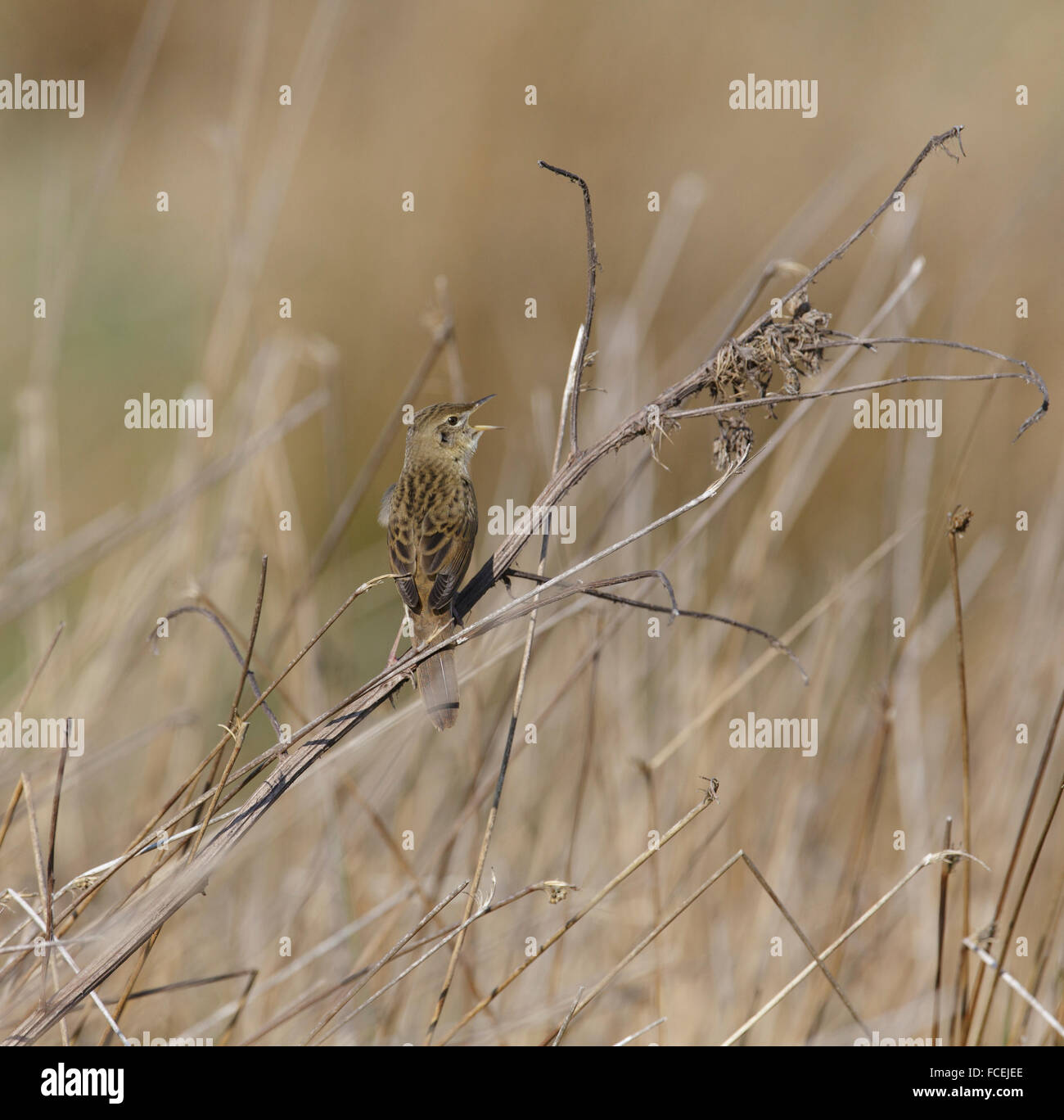 Grasshopper Warbler, Locustella naevia, singing in spring breeding ...