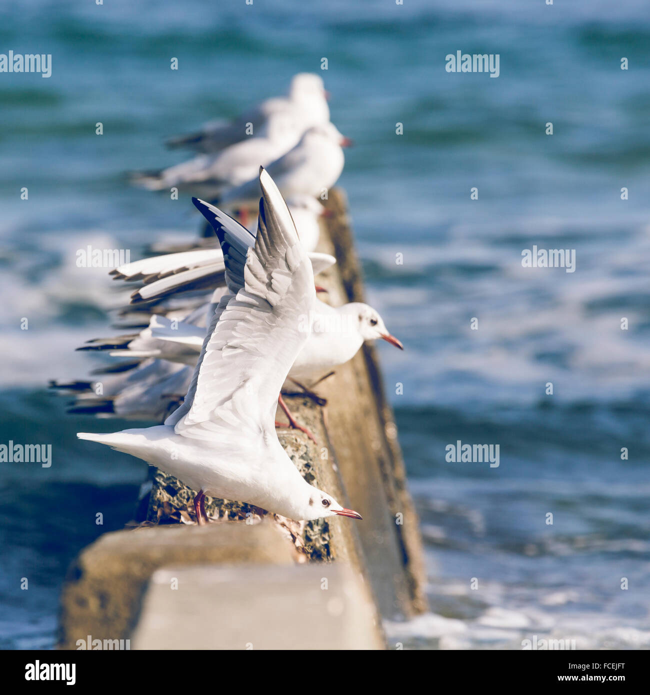 Group of seagulls Stock Photo - Alamy