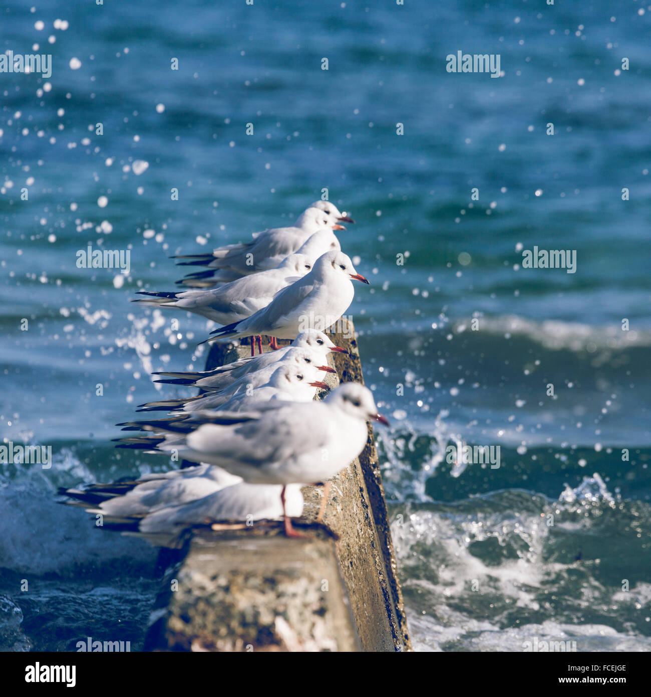 Group of seagulls Stock Photo - Alamy