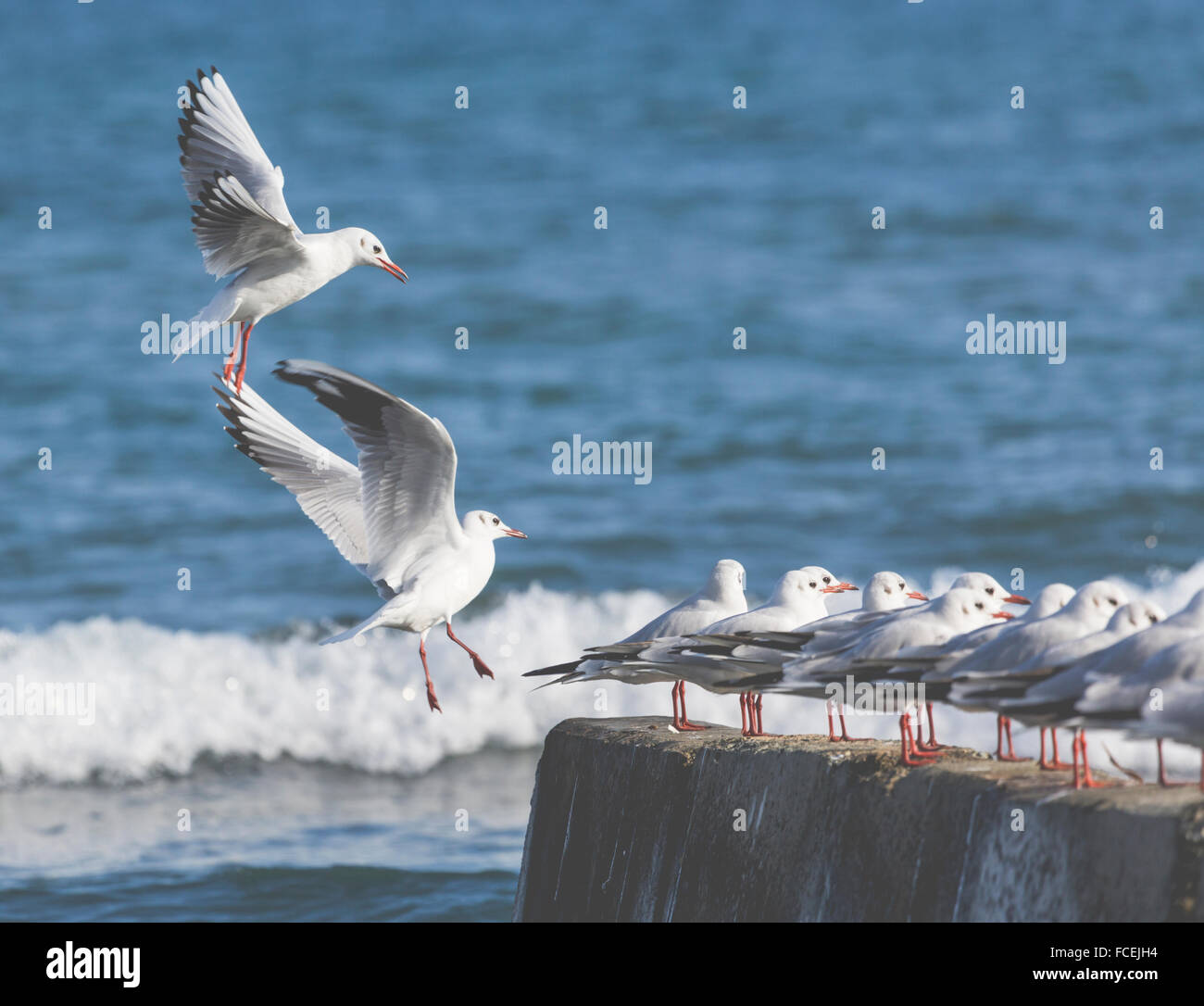 Group of seagulls Stock Photo - Alamy