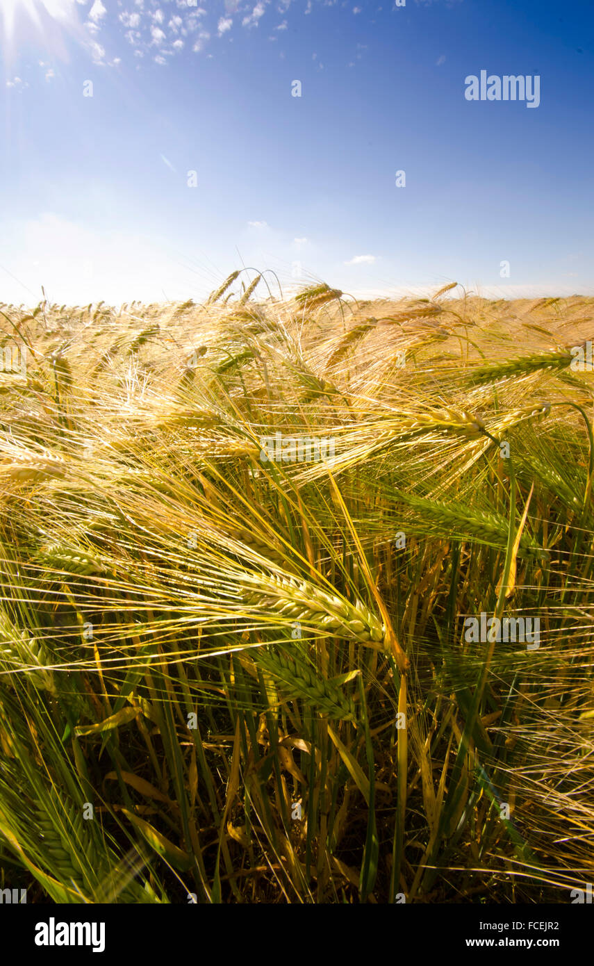 Growing wheat in hi-res stock photography and images - Alamy