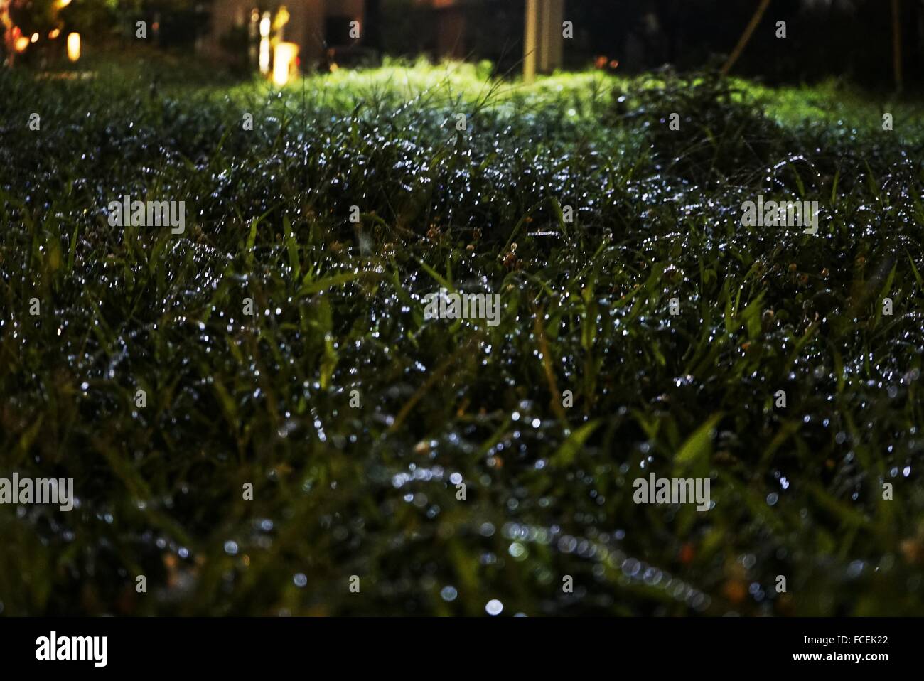 Wet Grassy Field At Night Stock Photo - Alamy