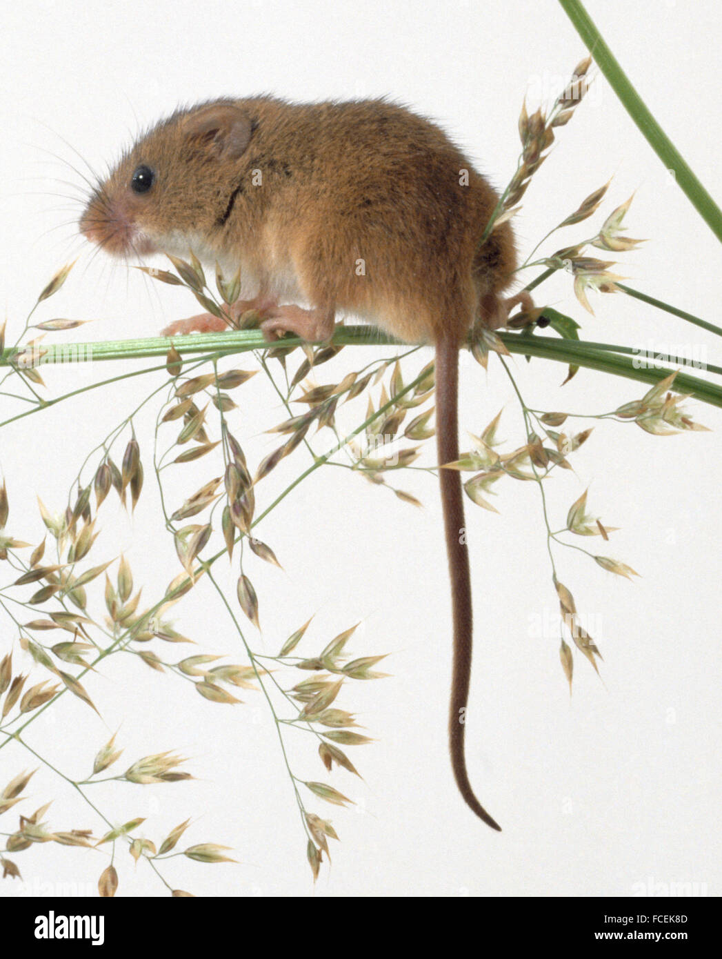 Left hanging stem hi-res stock photography and images - Alamy