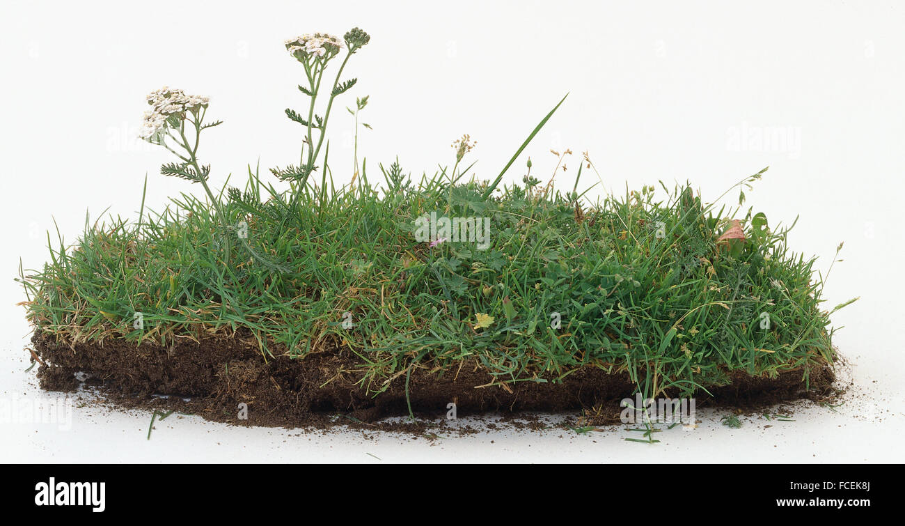 Clump of turf with weeds growing on it Stock Photo - Alamy