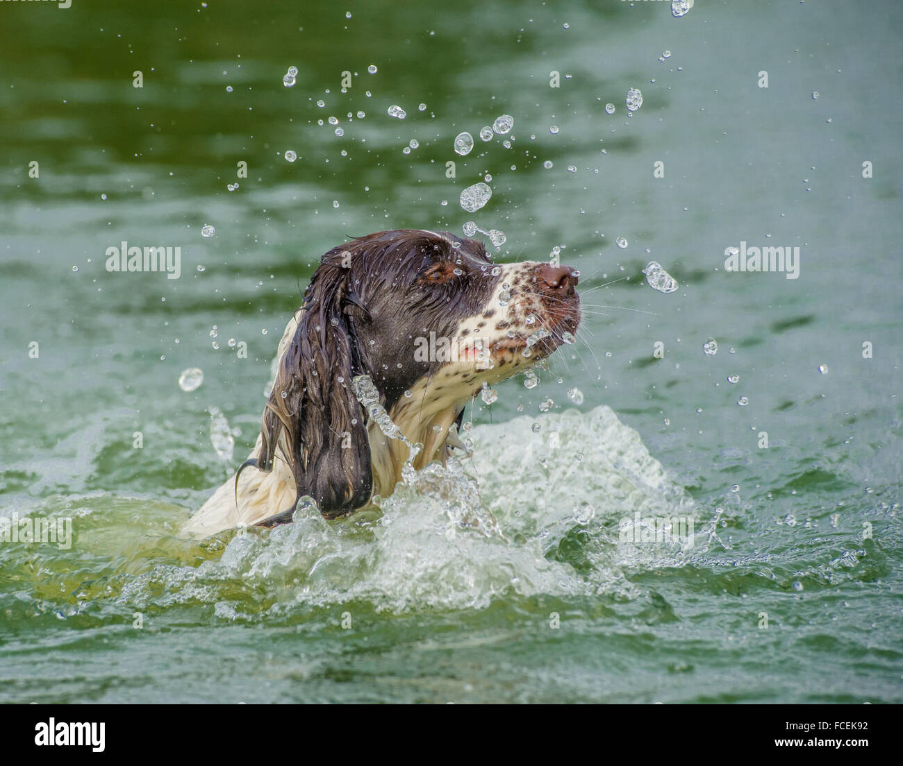 A English Springer Spaniel dog swimming in a lake making a splash Stock ...
