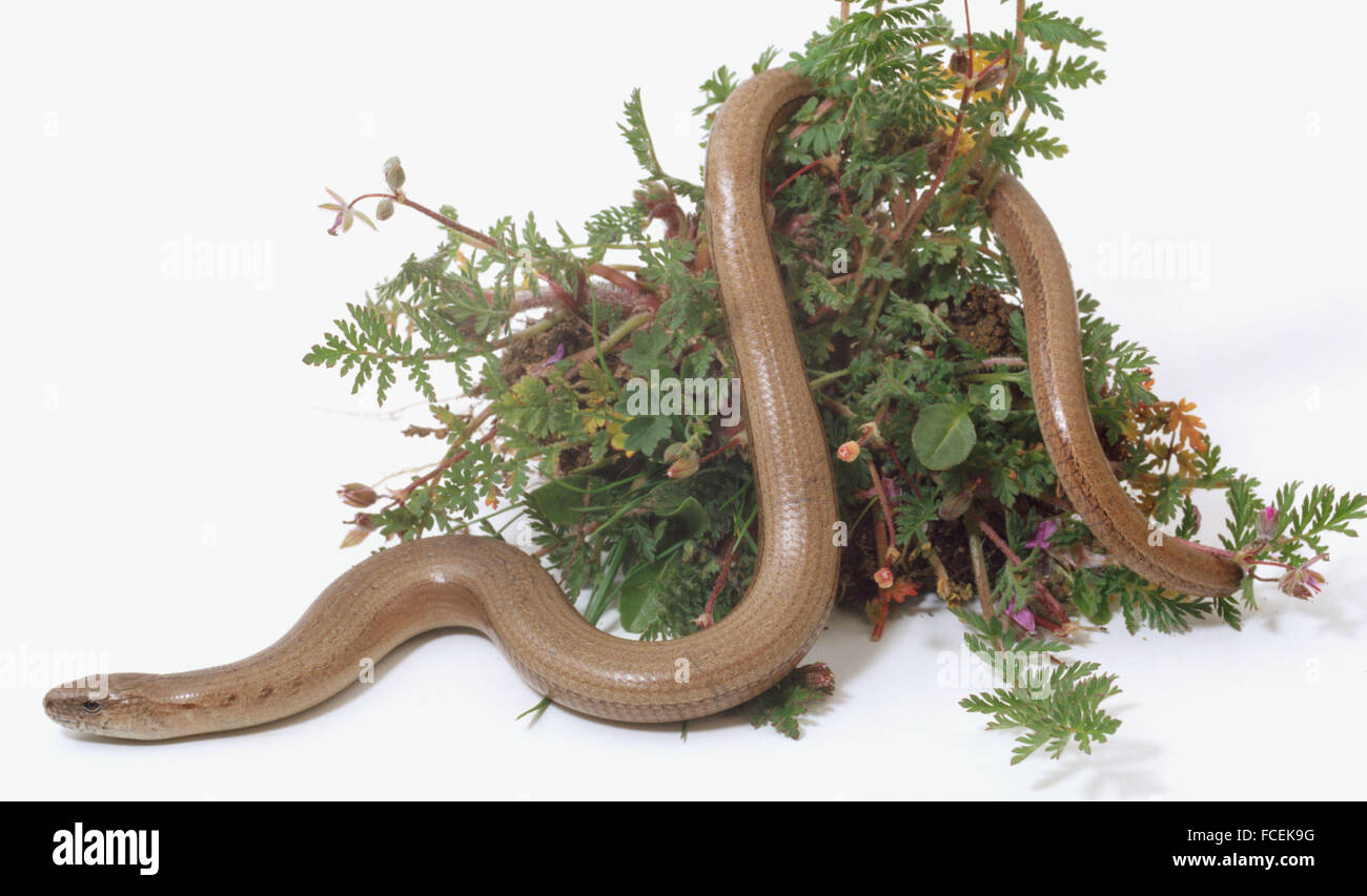 Tough scaled hi-res stock photography and images - Alamy