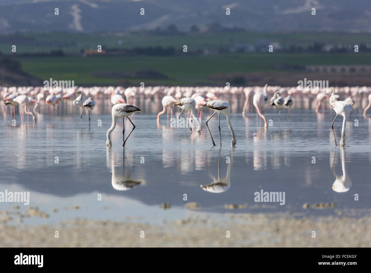 Pink and grey flamingos at the salt lake of Larnaca, Cyprus Stock Photo ...