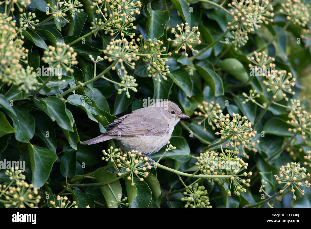 Garden Warbler, Sylvia borin Stock Photo - Alamy