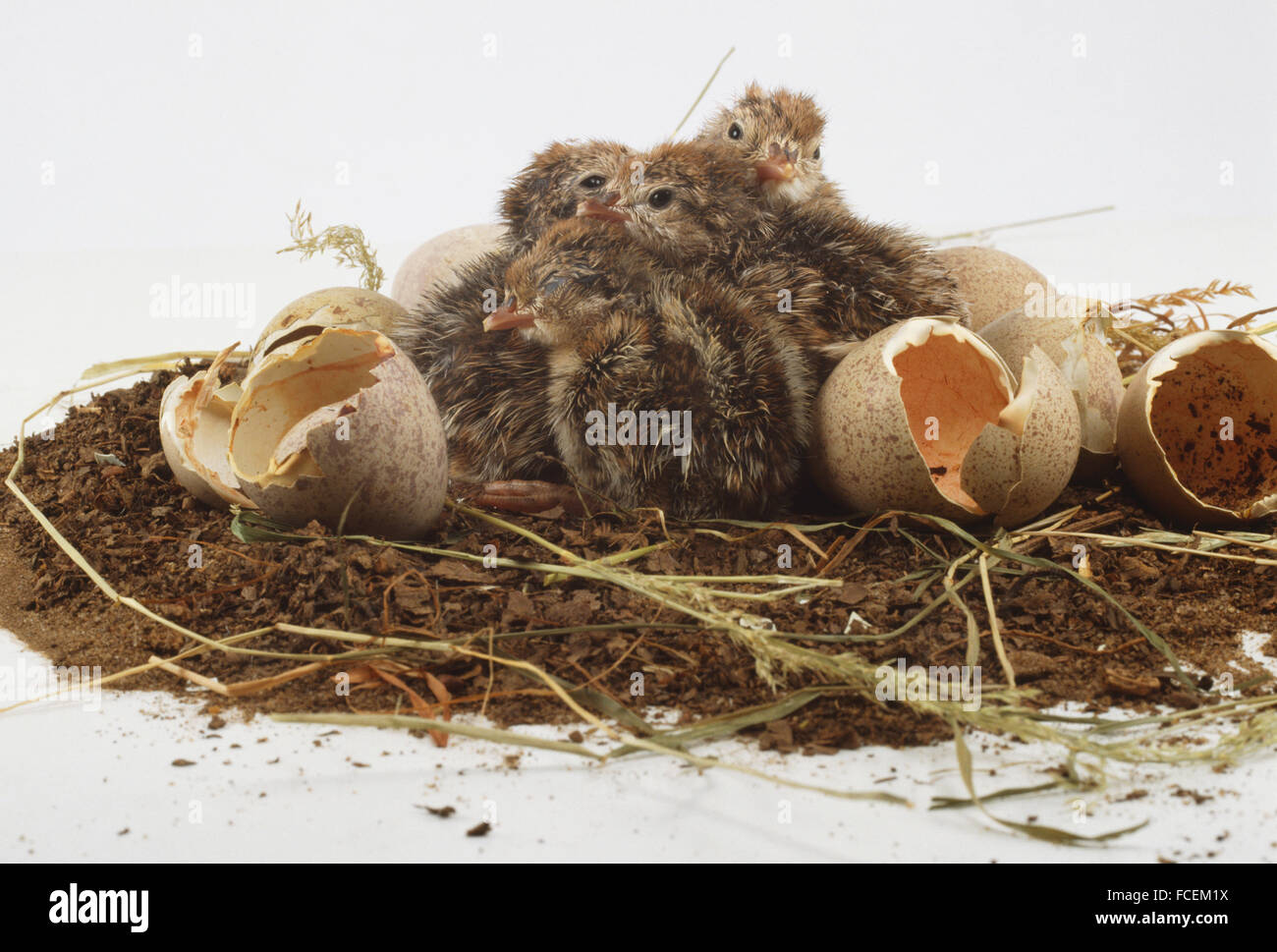 Red-legged Partridge, Alectoris rufa, chicks in nest among broken egg ...