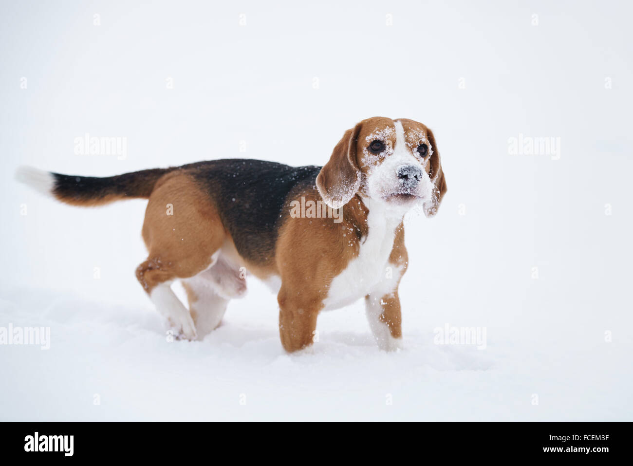 beagle dog with face in snow outdoor portrait in winter Stock Photo - Alamy