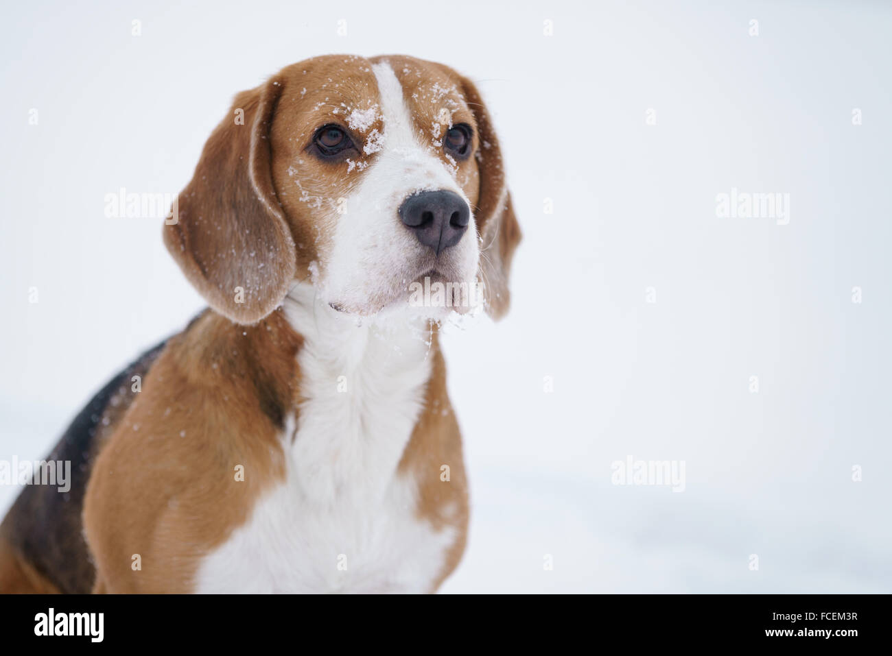 Beagle sitting snow hi-res stock photography and images - Alamy