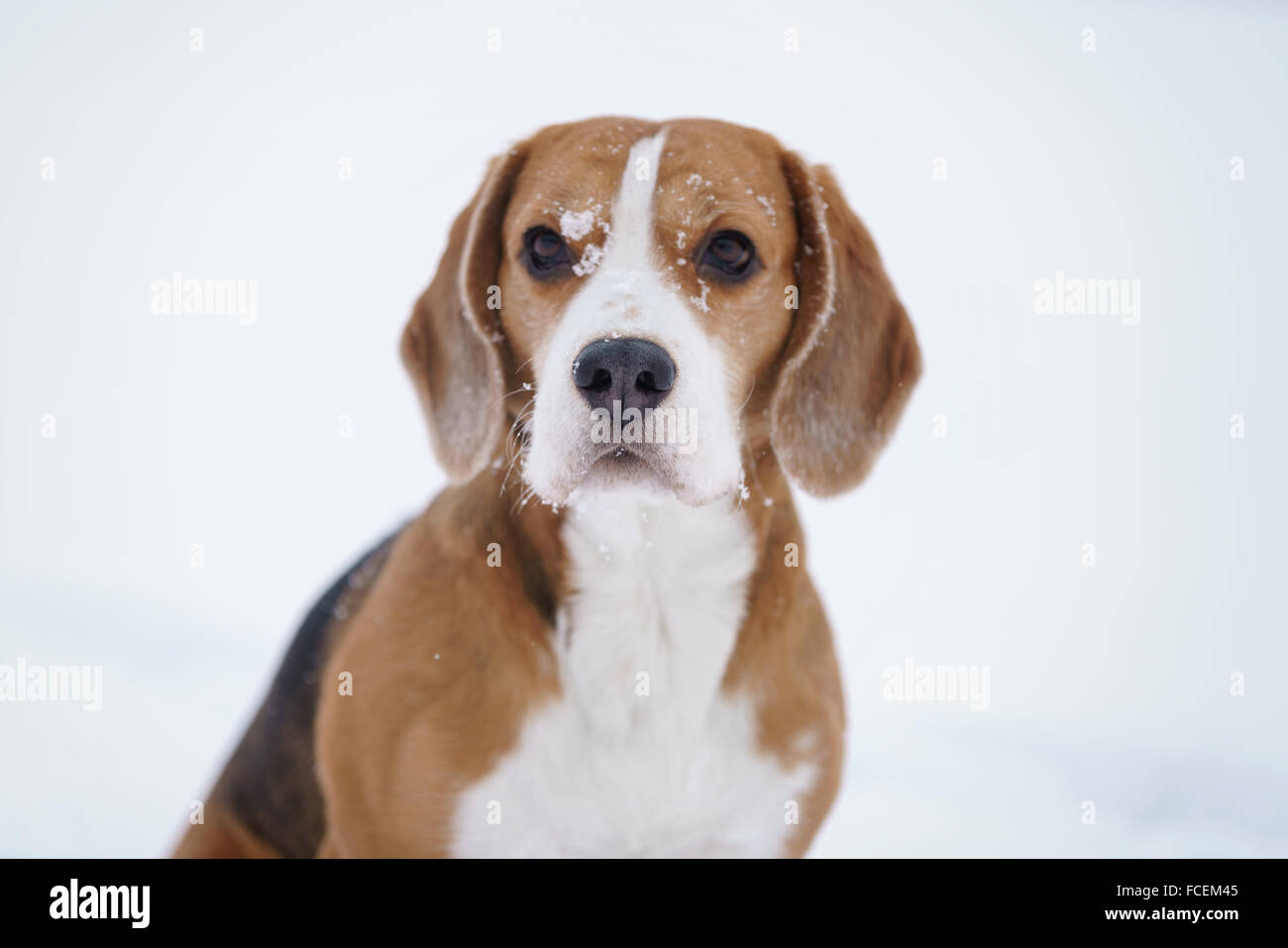 Beagle sitting snow hi-res stock photography and images - Alamy