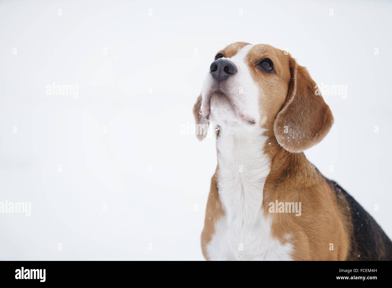 beagle dog outdoor portrait in winter Stock Photo - Alamy
