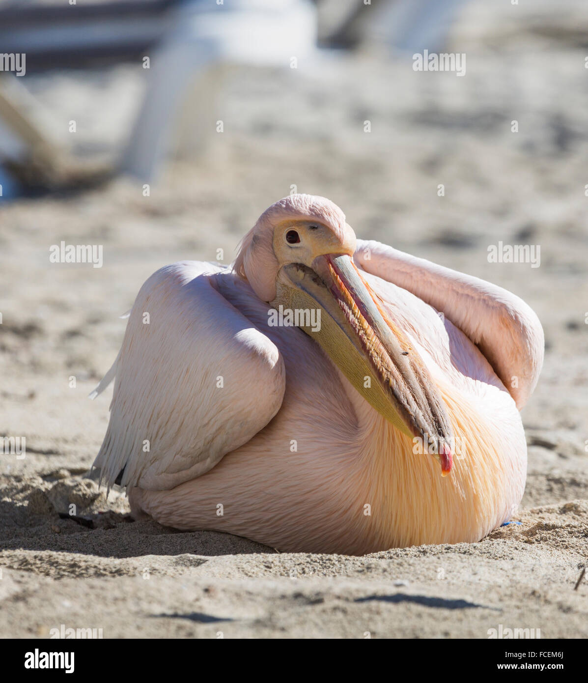 Pelican on mykonos island hi-res stock photography and images - Alamy