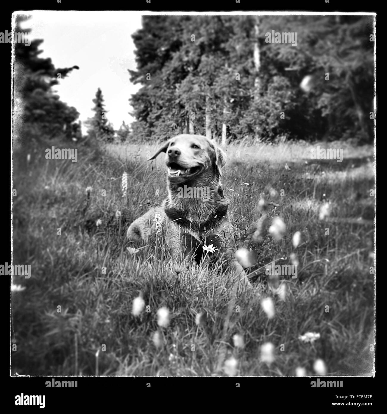 Dog with a view Black and White Stock Photos & Images - Alamy