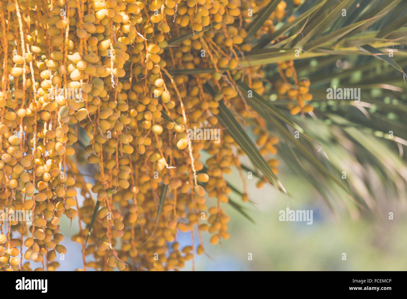 Palm fruits on the tree Stock Photo - Alamy