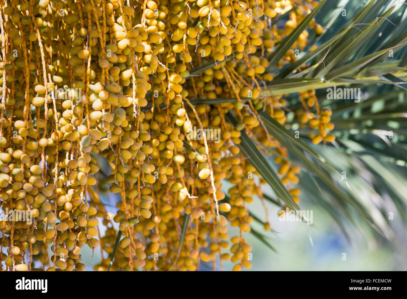 Palm fruits on the tree Stock Photo - Alamy