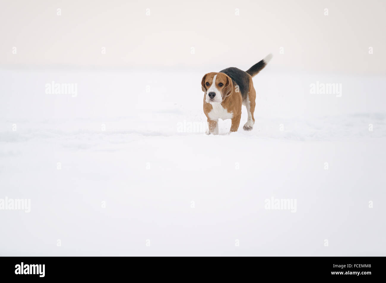 beagle dog outdoor running in snow Stock Photo - Alamy