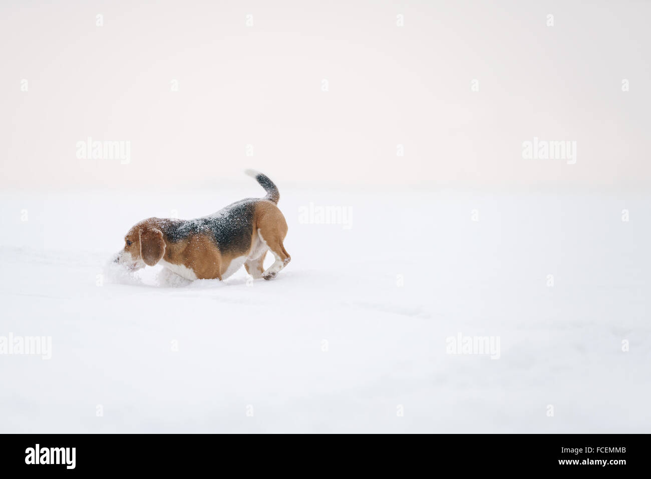 Beagle running hi-res stock photography and images - Alamy