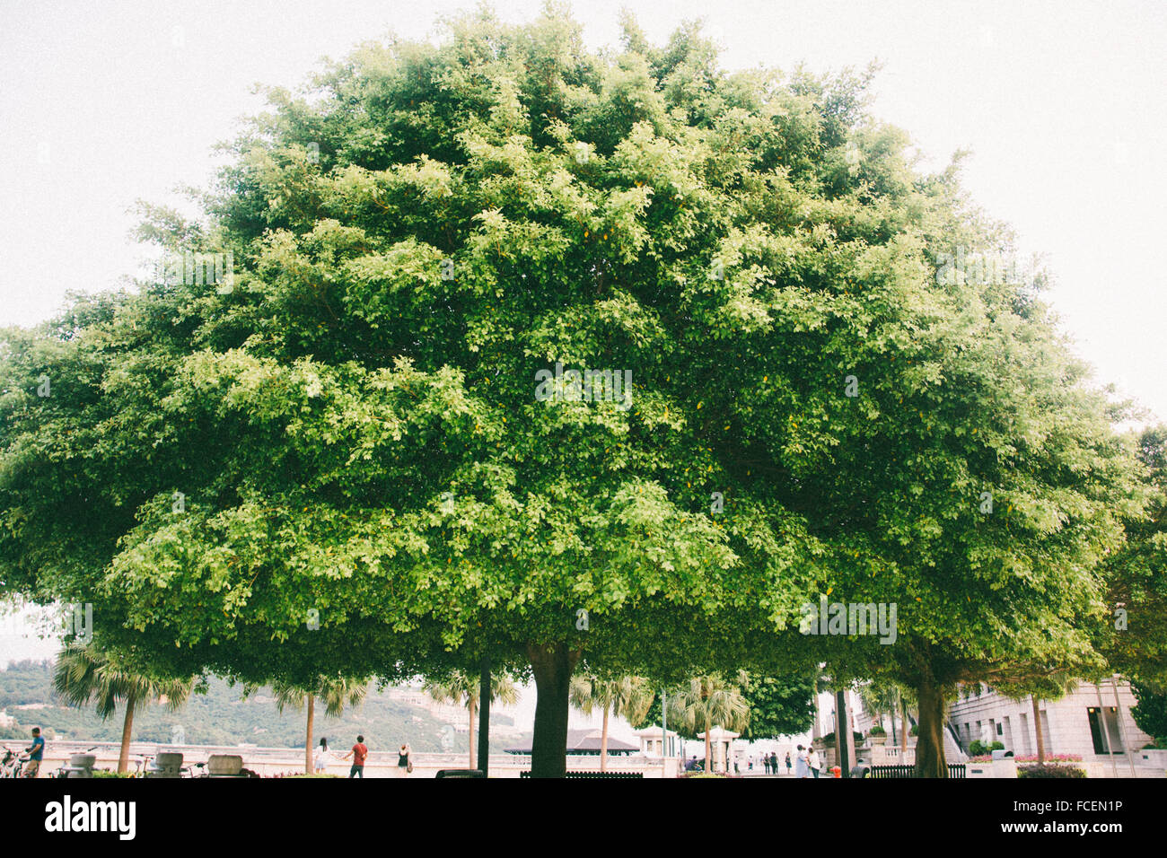 Huge tree hi-res stock photography and images - Alamy